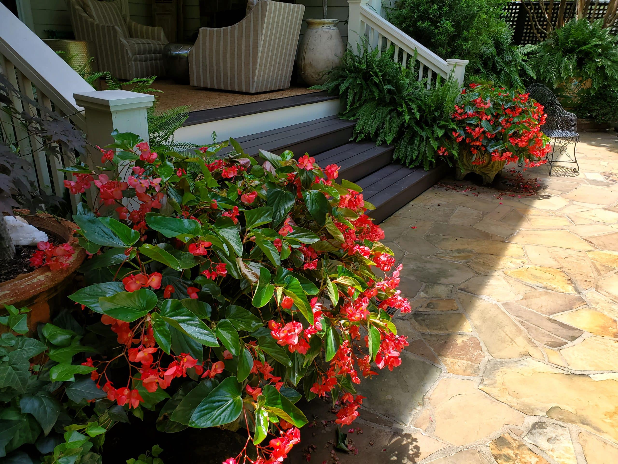 Doctor Sprinkler Flowers | Doctor Sprinkler