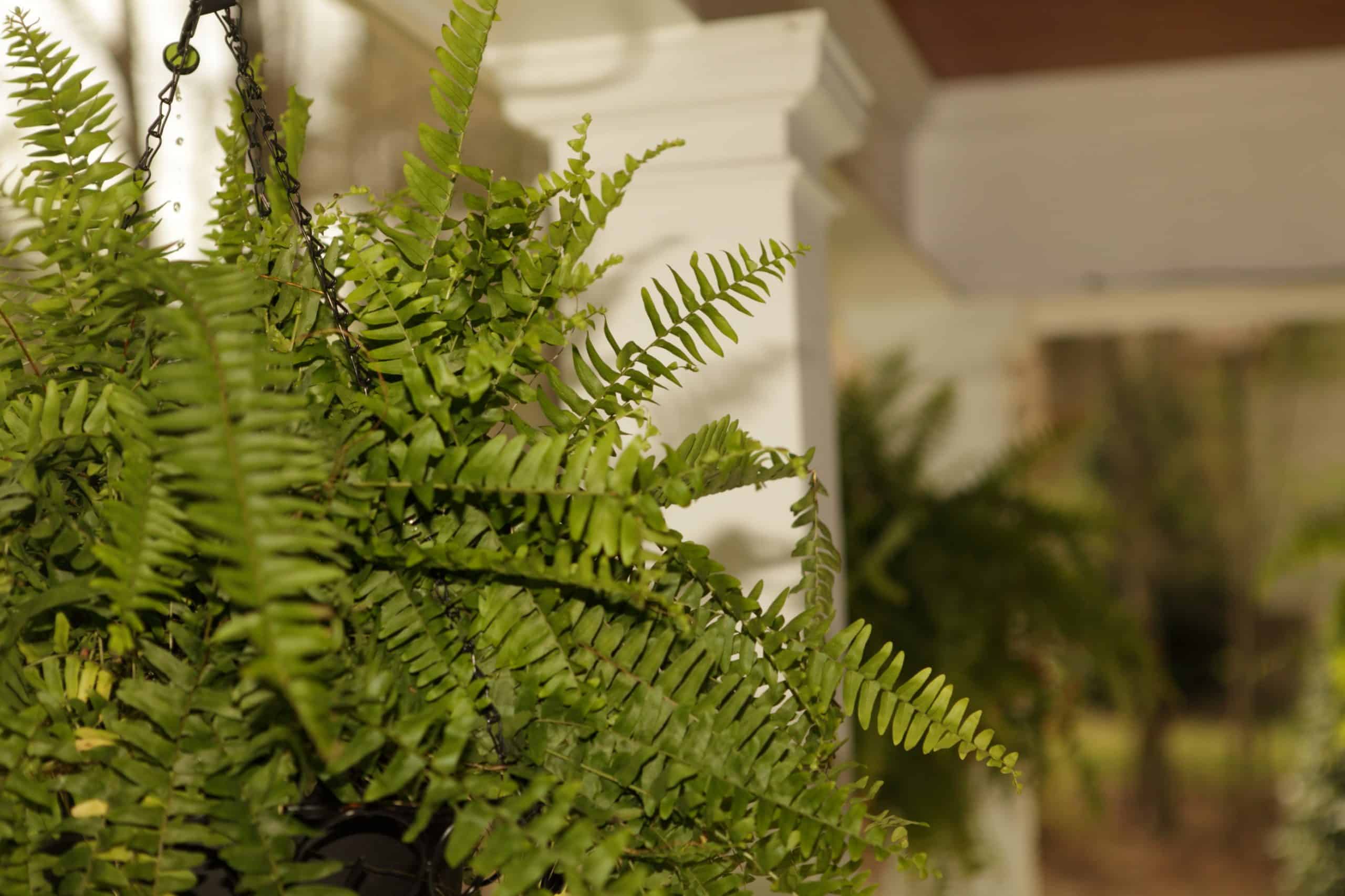 Doctor Sprinkler Flowers | Doctor Sprinkler